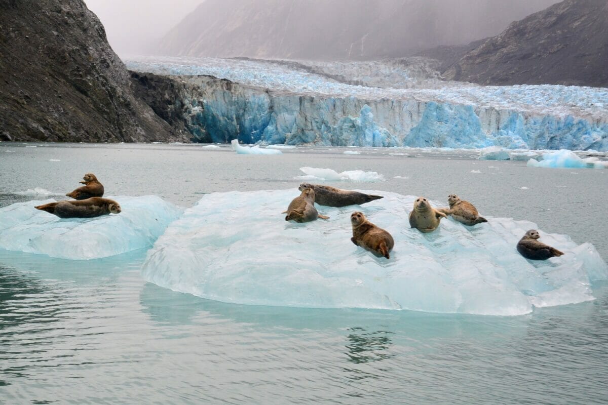 Glacier Bay National Park Sightseeing | Fairweather Adventures at ...